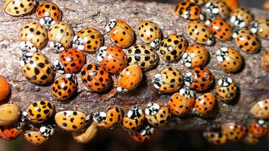 Najezda bubamara: Uvozili smo ih iz Azije, a sada imamo problem ...